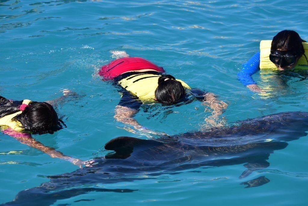 Cozumel Dolphin Swim and Ride Program | Jeep Riders Cozumel